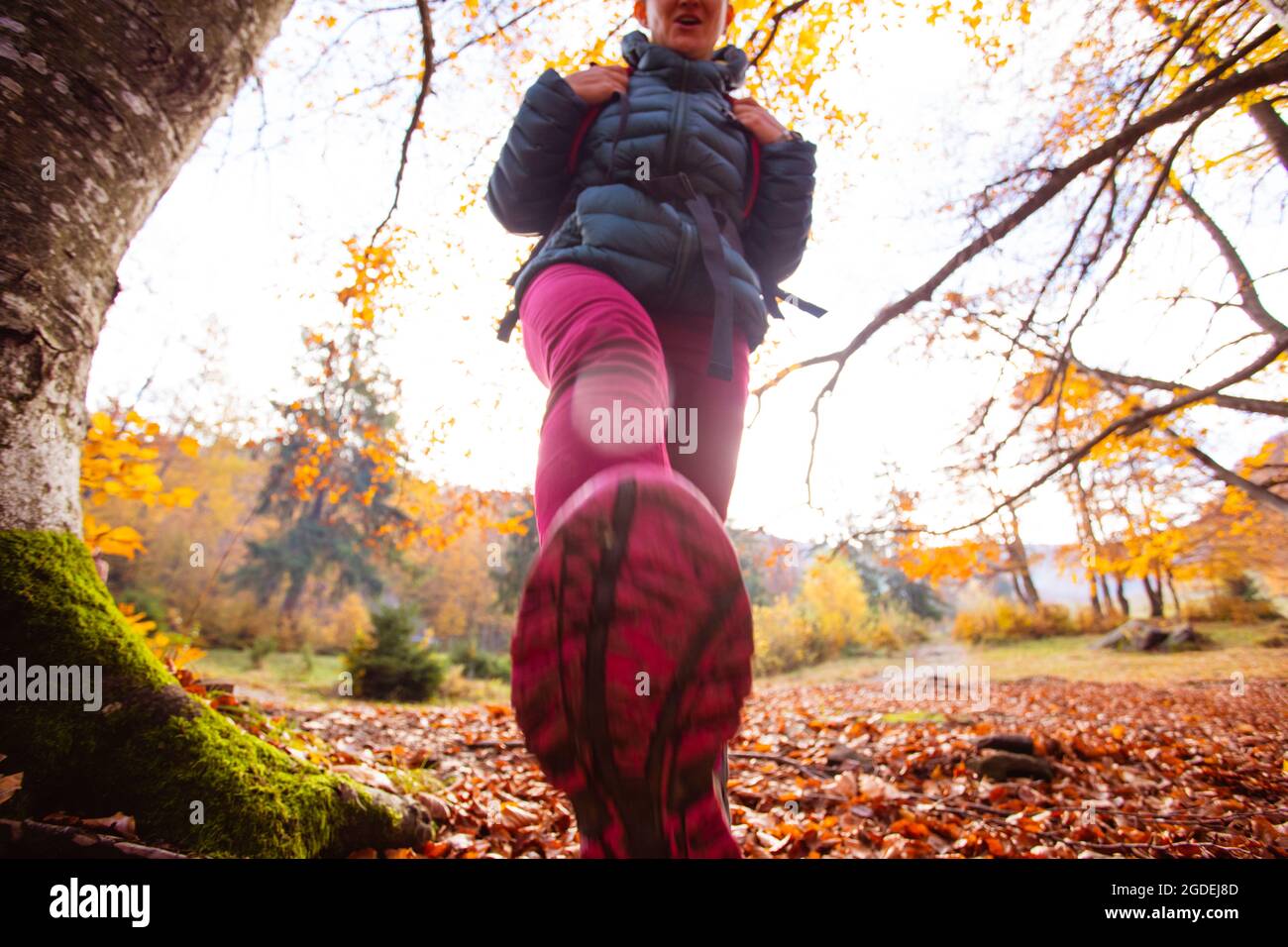 The woman hiker steps on the camera in the autumn forest Stock Photo ...