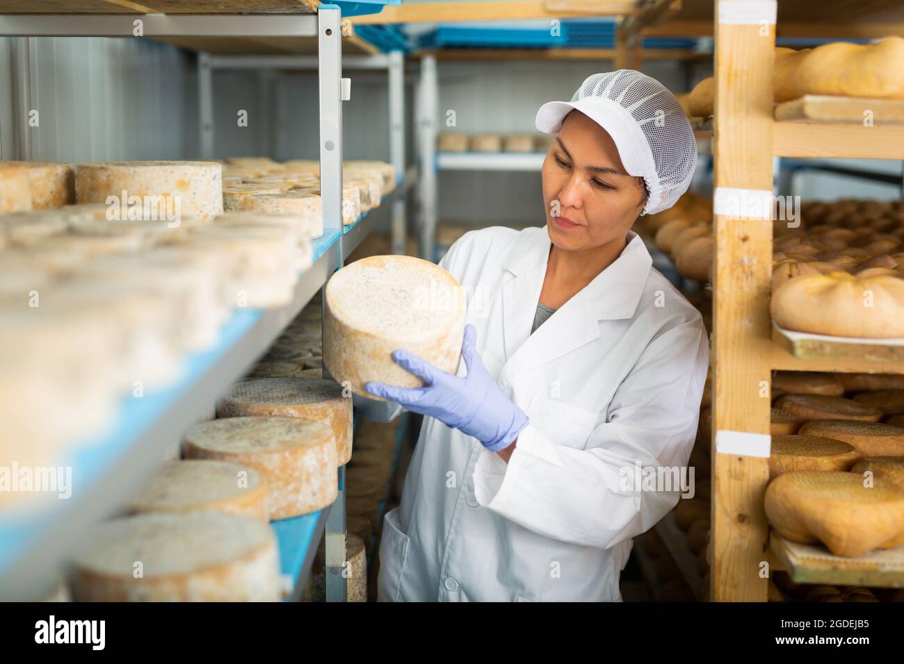 Woman cheesemaker checking aging process of cheese in maturing chamber ...