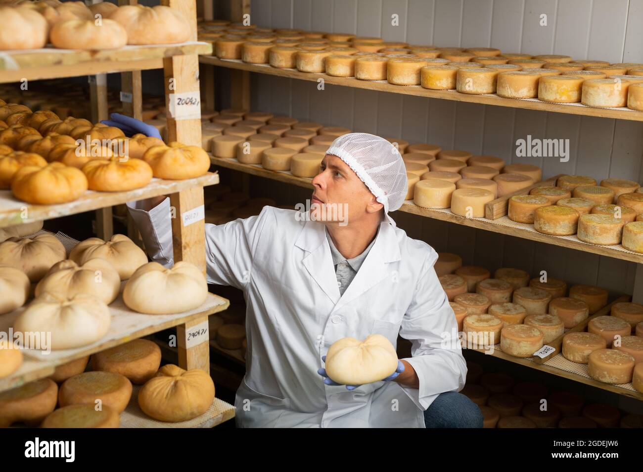Cheese maker brushing mould off the hard cheeses by hand. Numbers on ...
