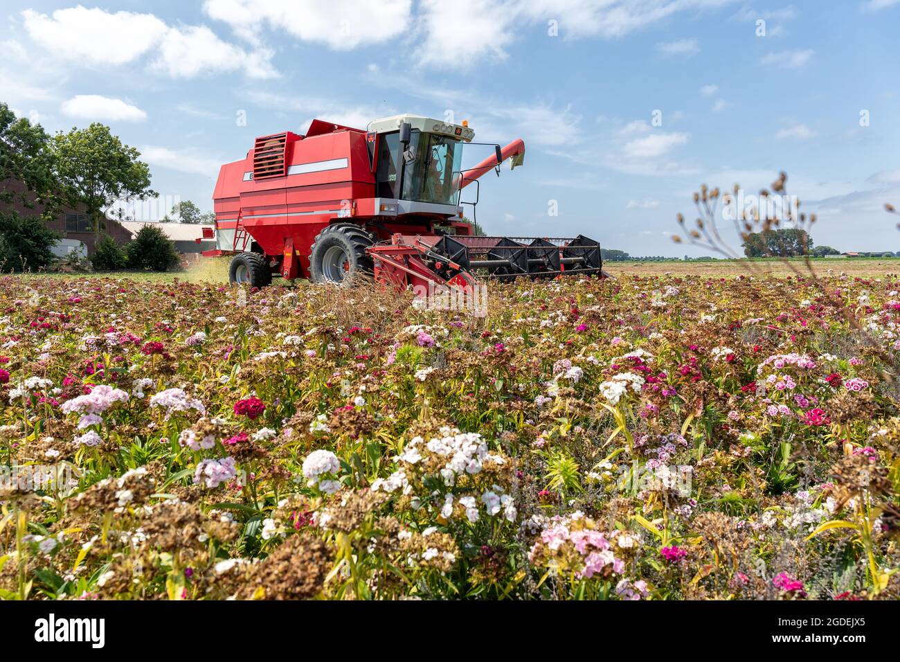 A Combine harvests the flowers from the field. This is how the flower ...