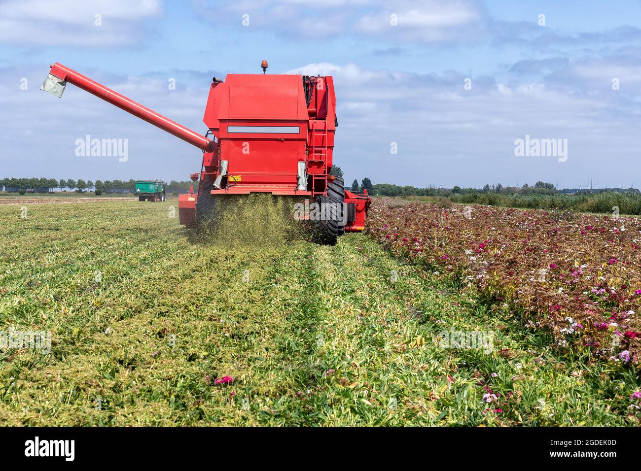 A Combine harvests the flowers from the field. This is how the flower ...
