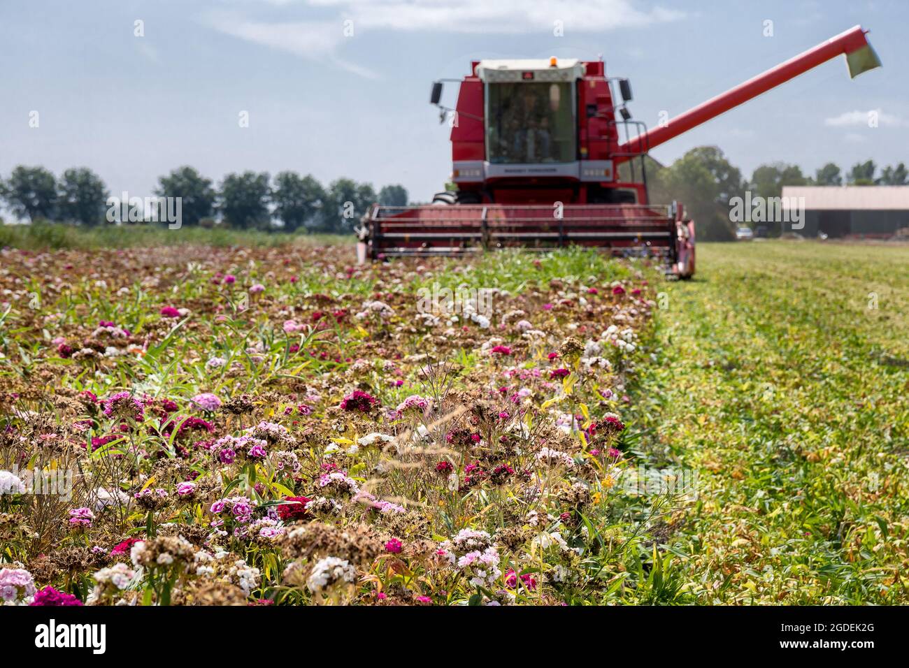 A Combine harvests the flowers from the field. This is how the flower ...