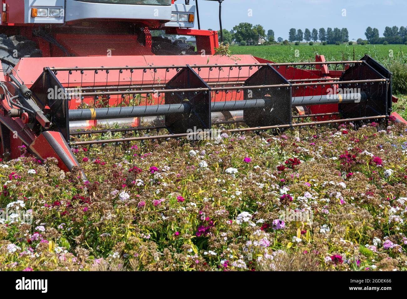 A Combine harvests the flowers from the field. This is how the flower ...