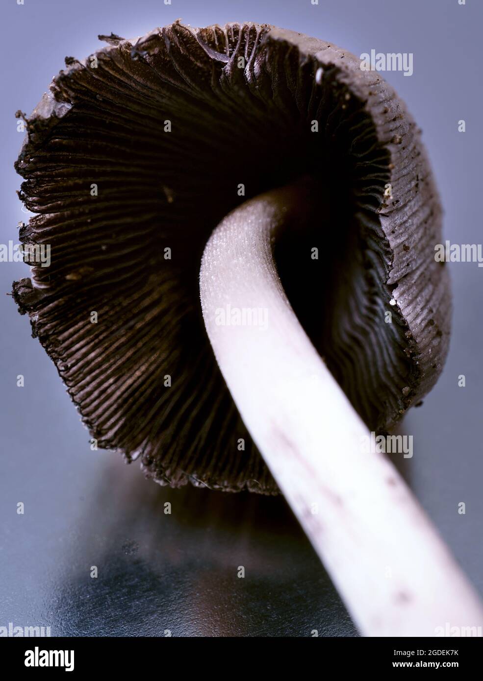 Coprinellus mushroom foot and blades Stock Photo - Alamy