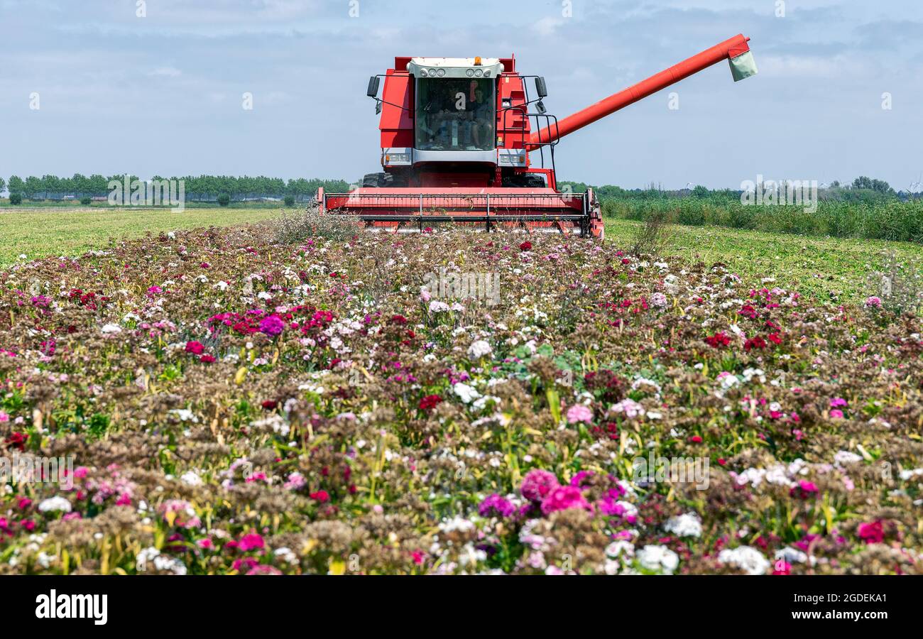 A Combine harvests the flowers from the field. This is how the flower ...