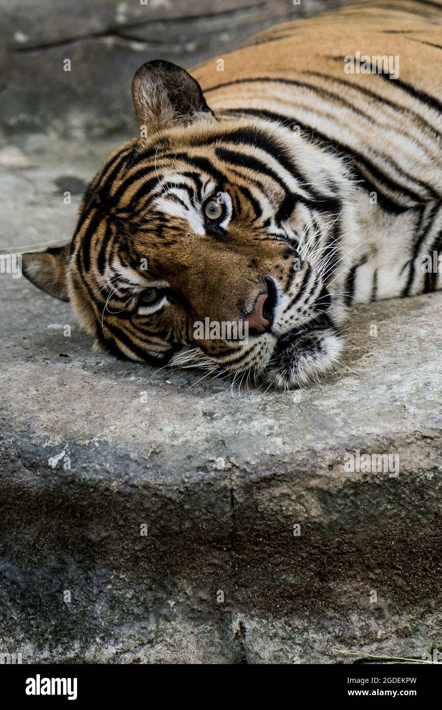 Selective focus tiger lying in hi-res stock photography and images - Alamy
