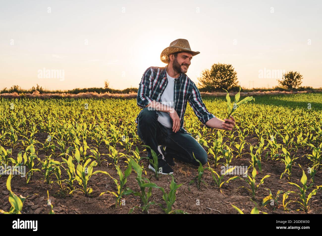 Farmer is standing in his growing corn field. He is examining crops ...
