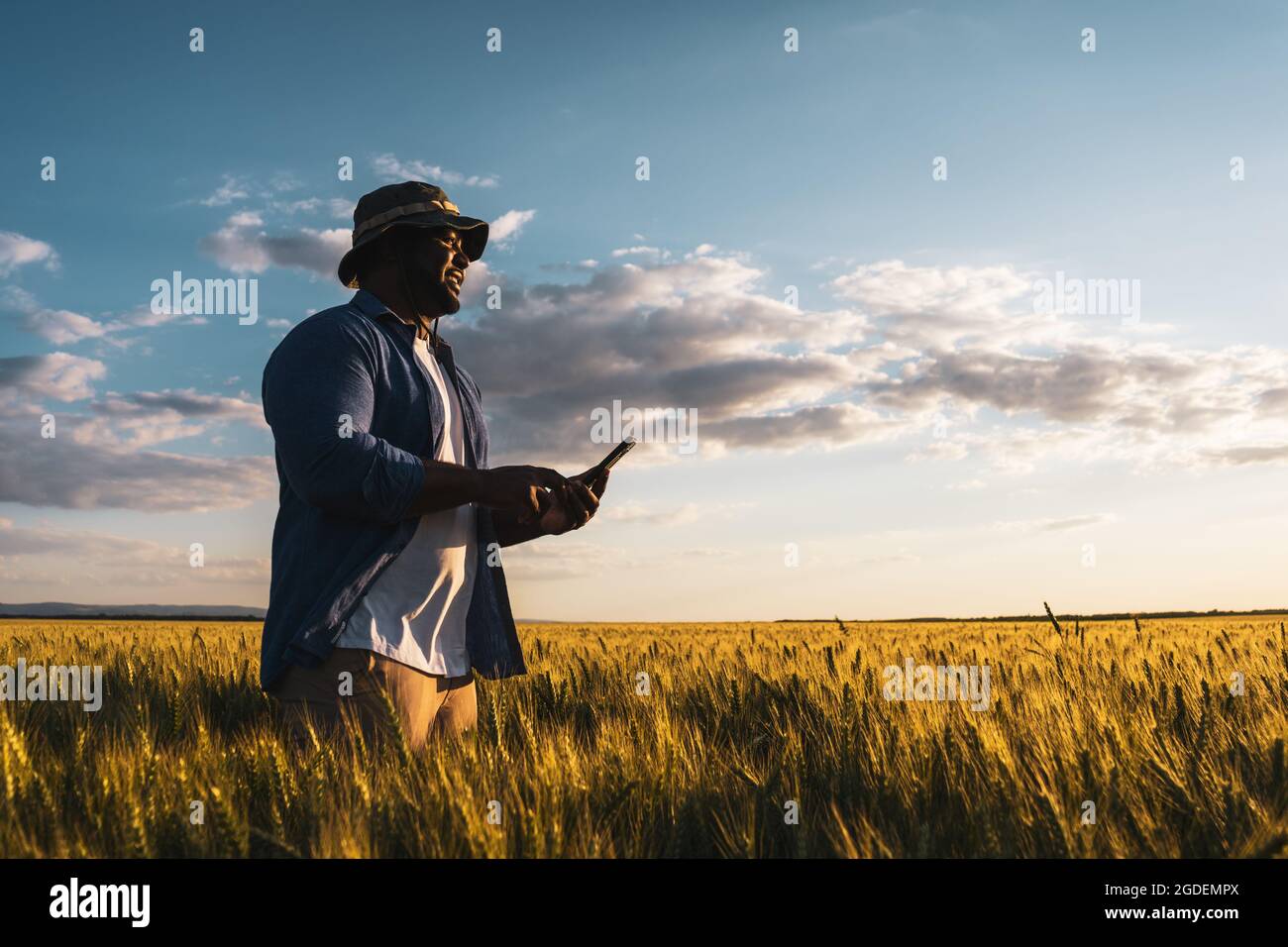 Farmer is standing in his growing wheat field. He is examining crops ...