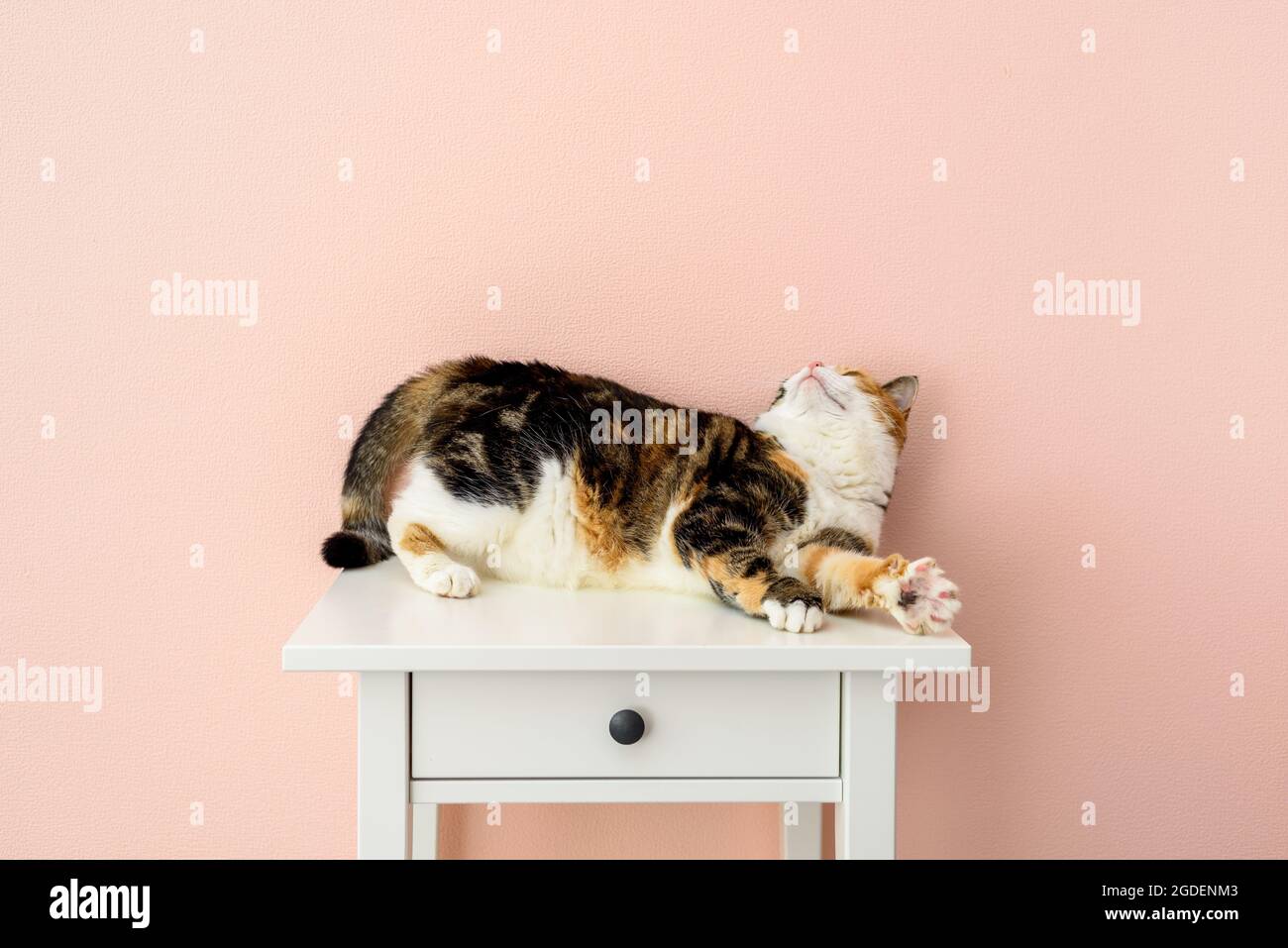 Calico Cat on bedside table near pink wall Stock Photo - Alamy