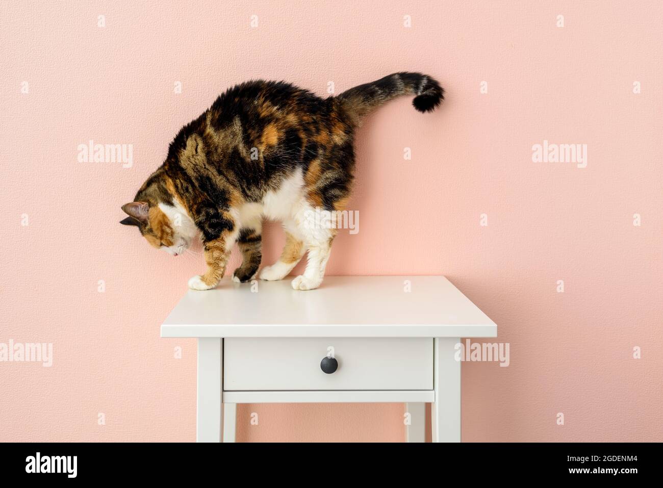 Calico Cat on bedside table near pink wall Stock Photo - Alamy