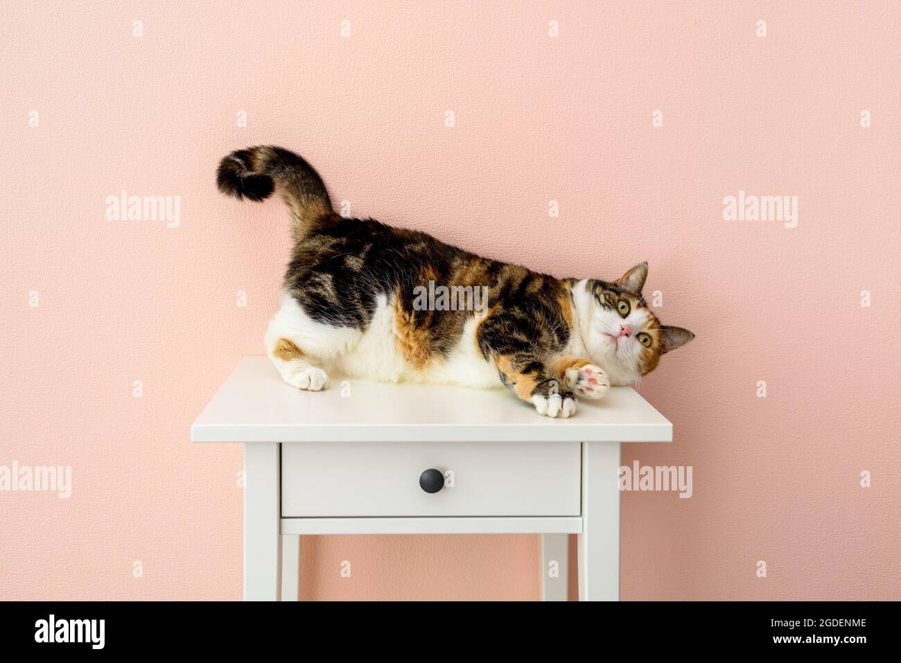Calico Cat on bedside table near pink wall Stock Photo - Alamy