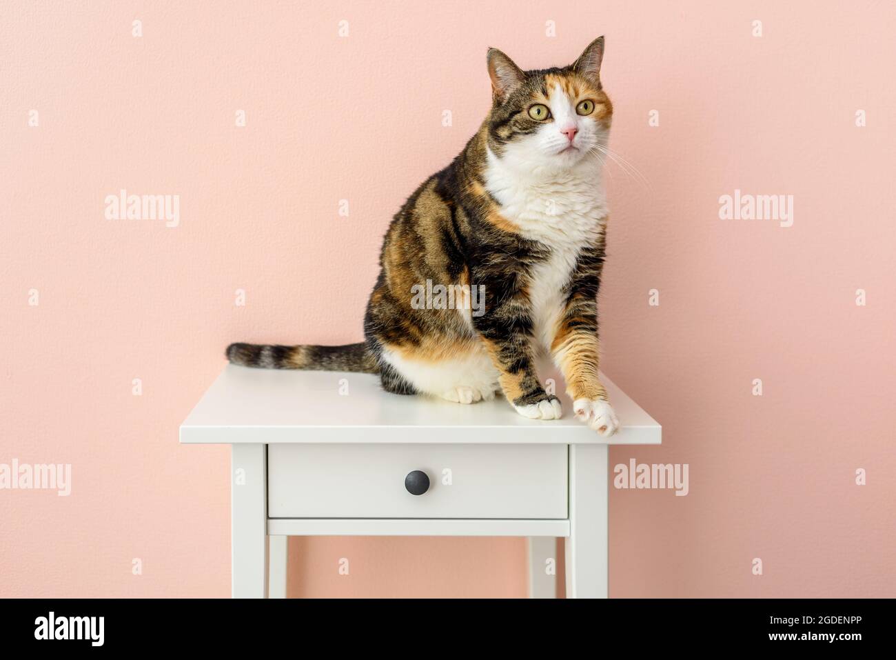 Cat on the table hi-res stock photography and images - Alamy