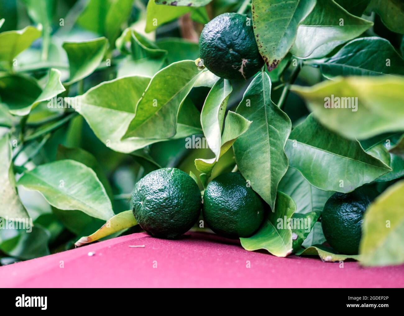 Beautiful red ripe oranges hi-res stock photography and images - Alamy