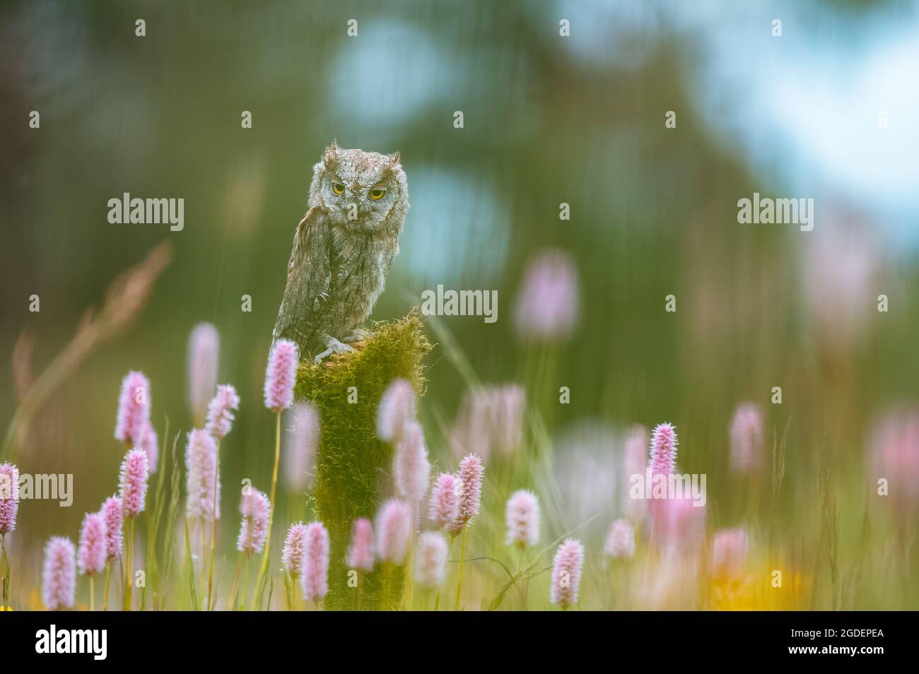 A very rare Eurasian Scops Owl (Otus scops) sitting on a tree trunk in ...