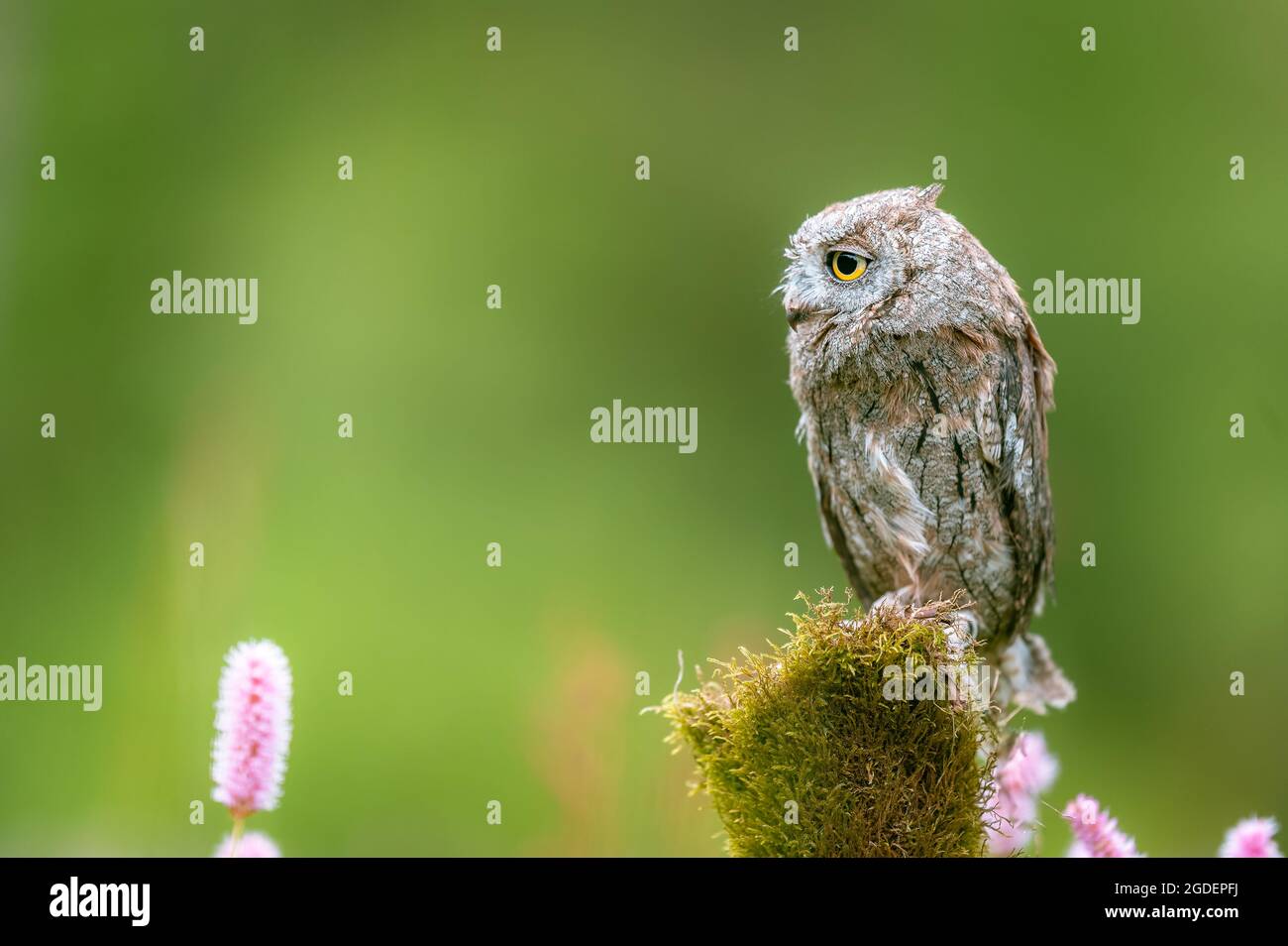 Very rare Eurasian Scops Owl (Otus scops) sitting on a tree trunk in a ...