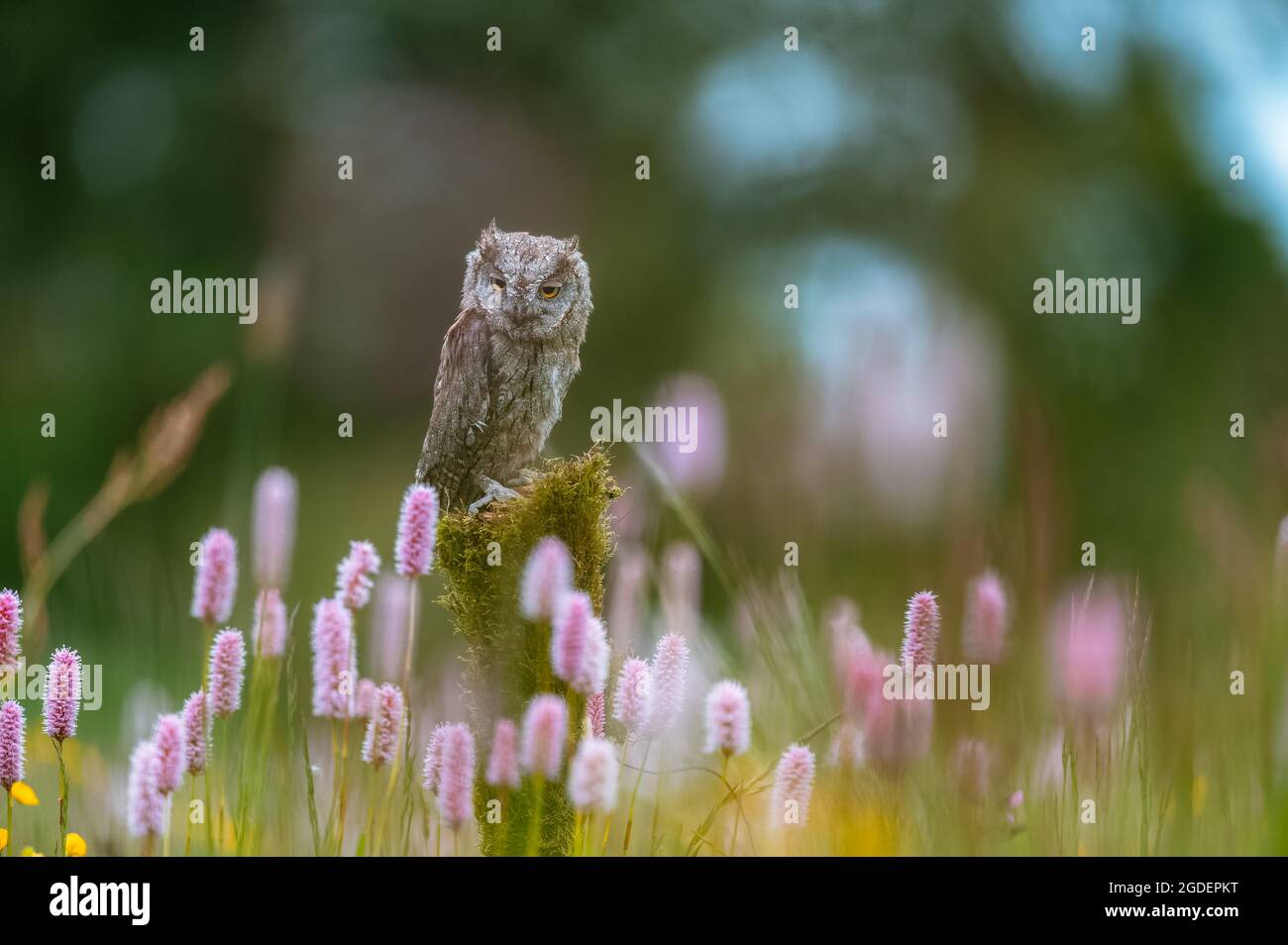 A very rare Eurasian Scops Owl (Otus scops) sitting on a tree trunk in ...