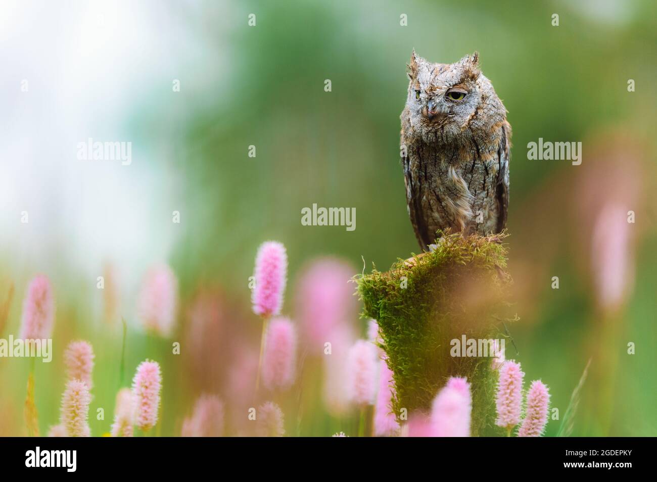 A very rare Eurasian Scops Owl (Otus scops) sitting on a tree trunk in ...
