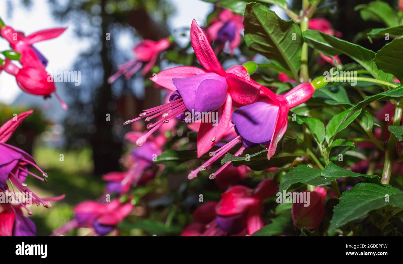 a fuchsia hybrida Stock Photo - Alamy