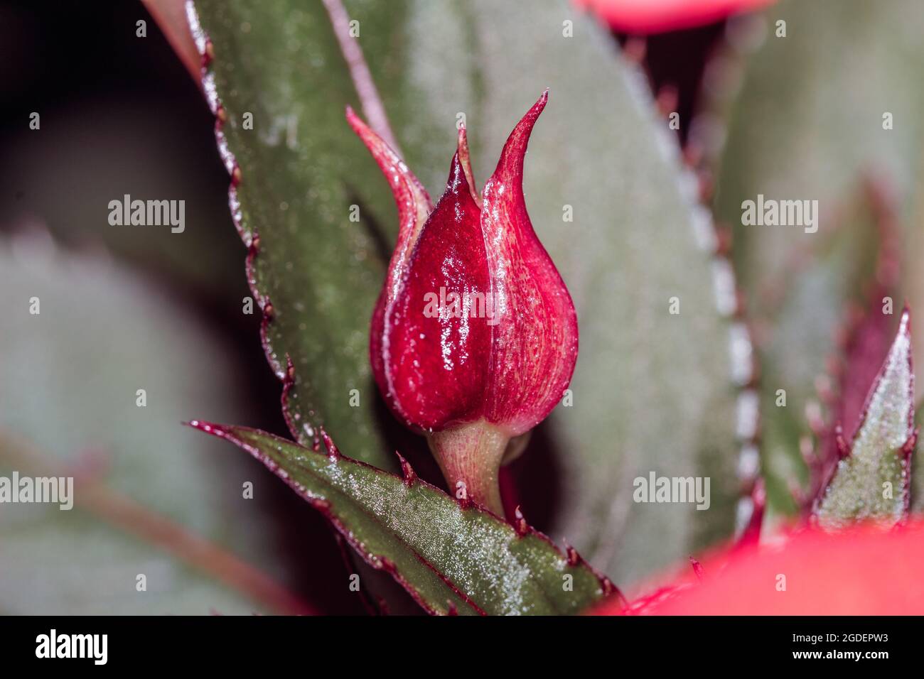 Beautiful bloom blooming blossom botany branch bud color floral hi-res ...