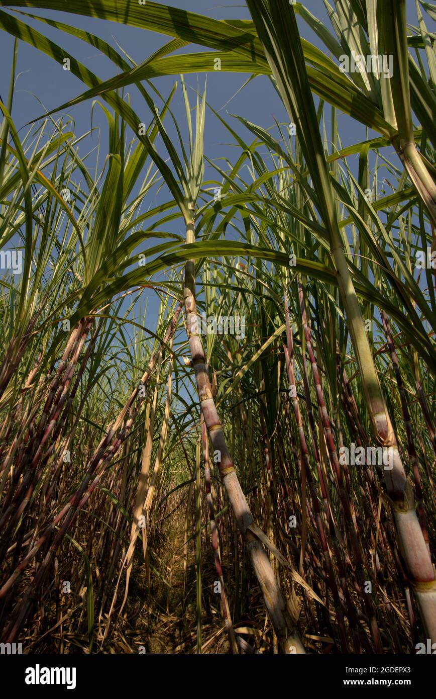 Industrial sugarcane plantation hi-res stock photography and images - Alamy