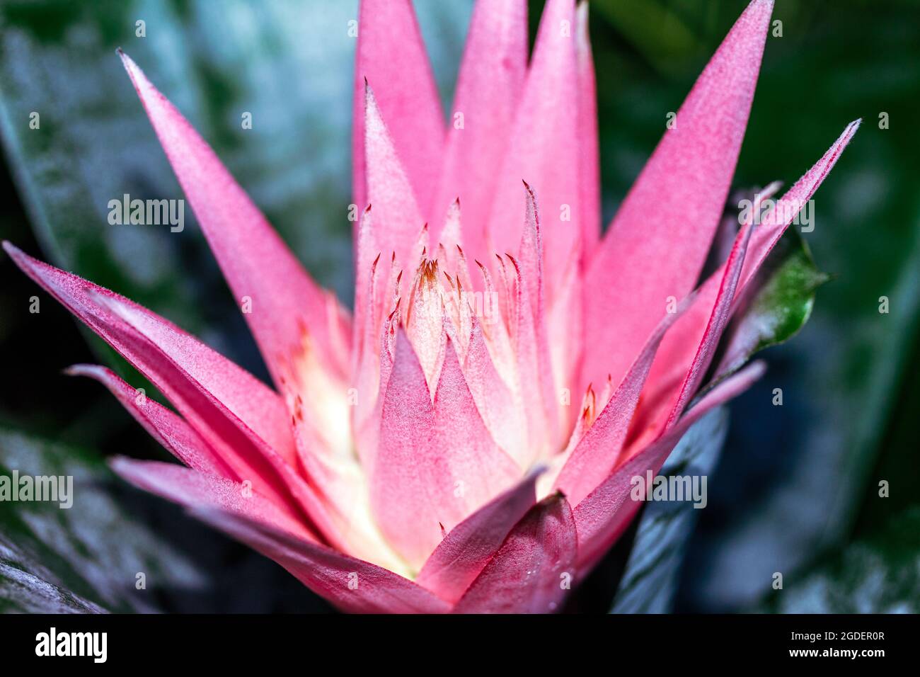 pink flower similar to the water lily flower Stock Photo - Alamy