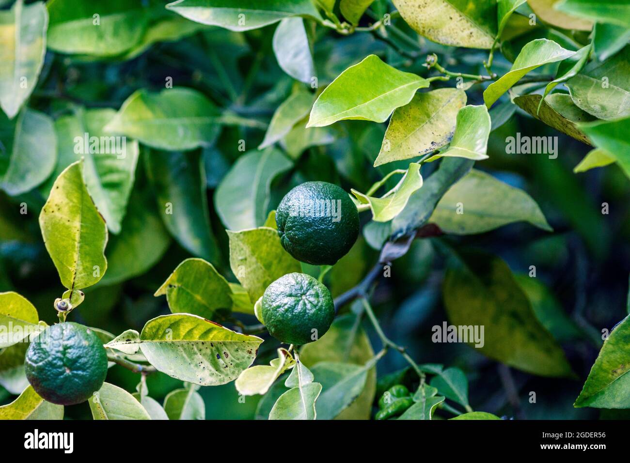 Small green oranges hi-res stock photography and images - Alamy