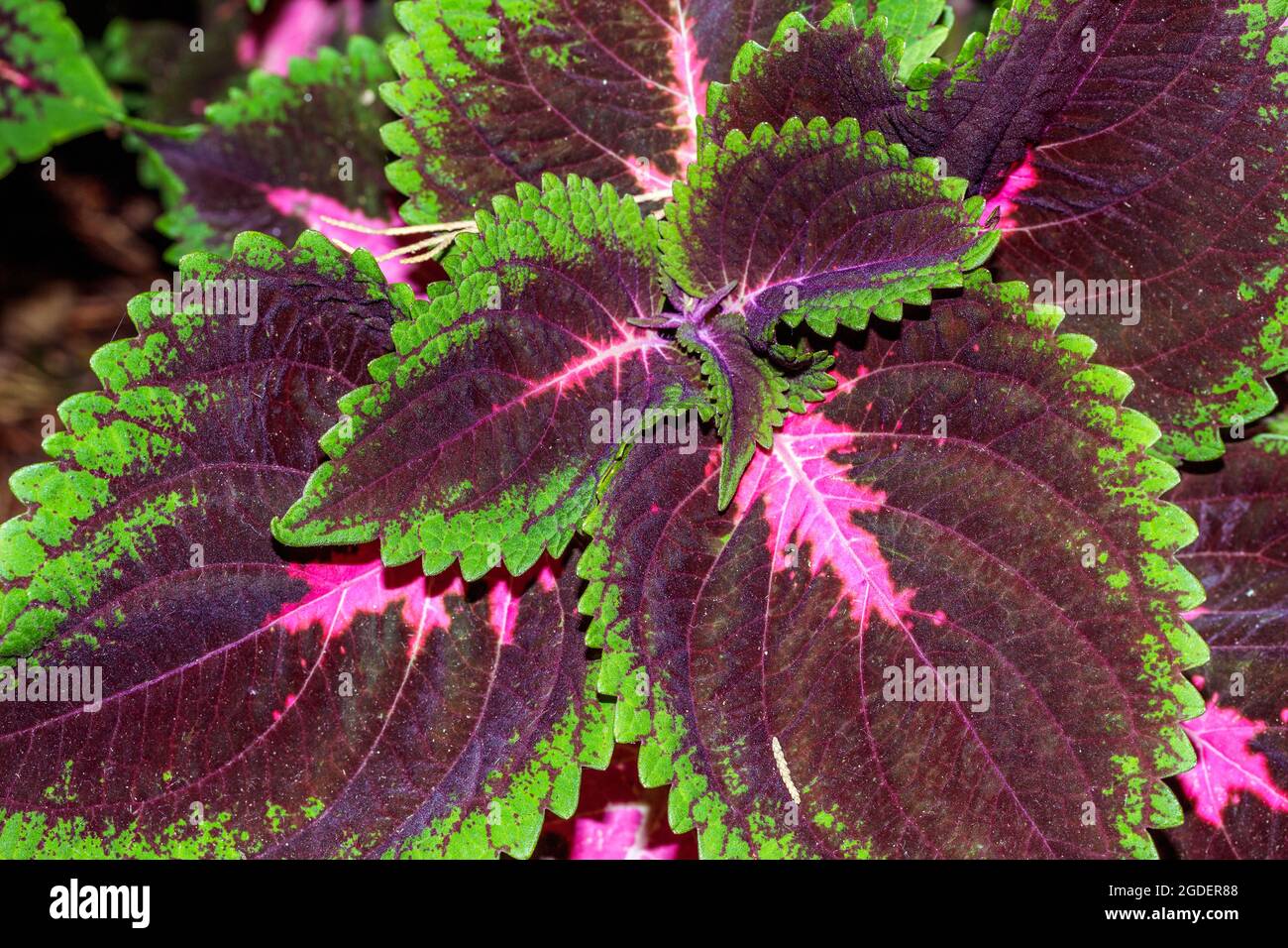 A Coleus scutellarioides Stock Photo - Alamy