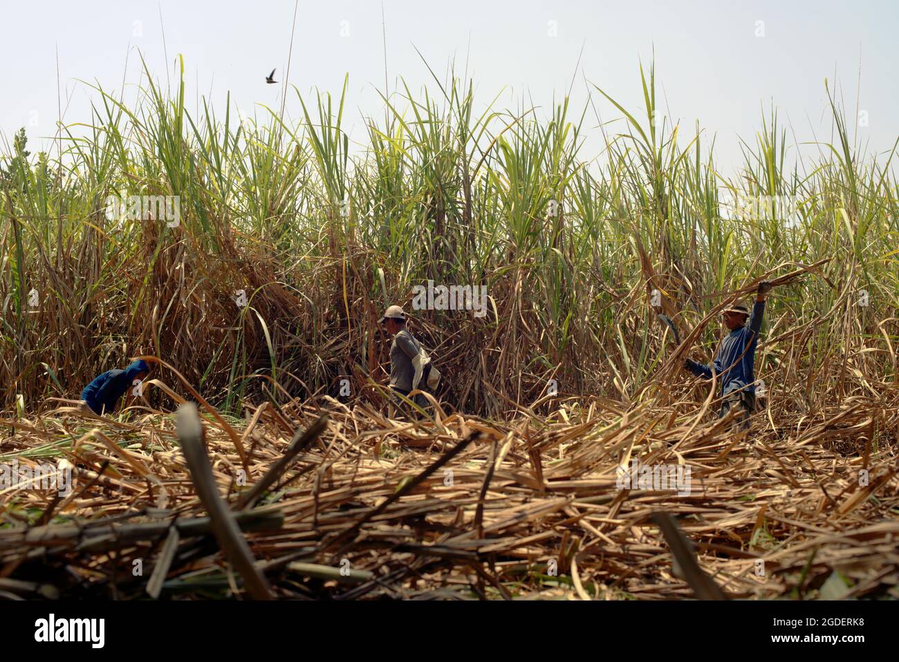 Sugar cane field workers hi-res stock photography and images - Alamy