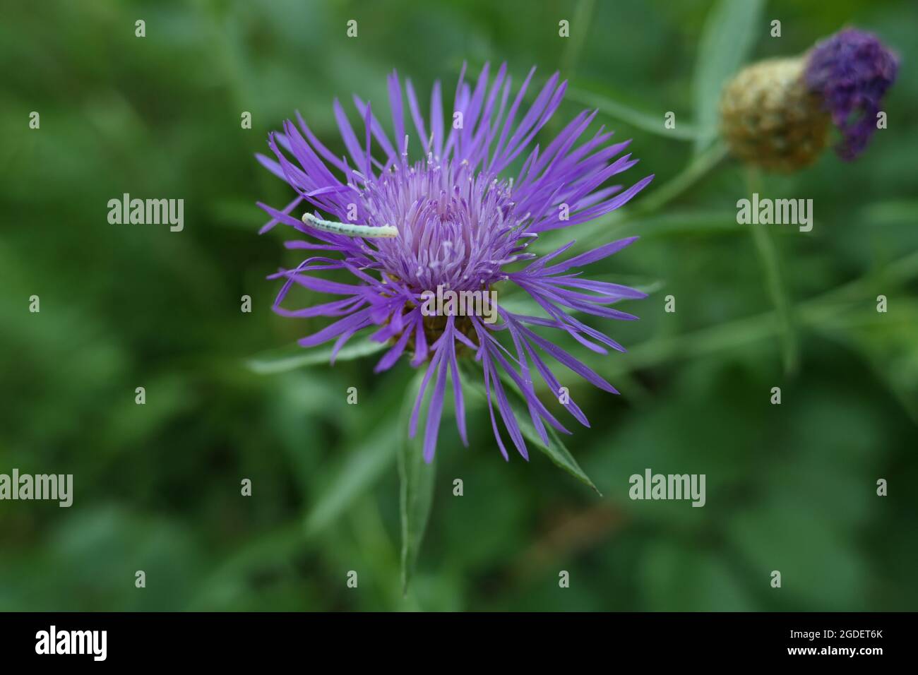 Purple flower, macro photography, isolated on a green background Stock ...