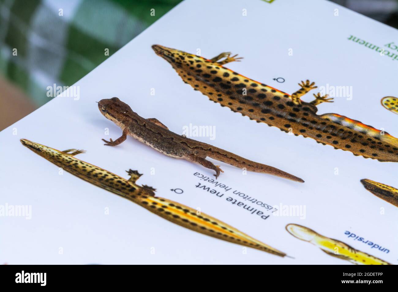 Using a wildlife ID chart for identification of a newt species, UK ...