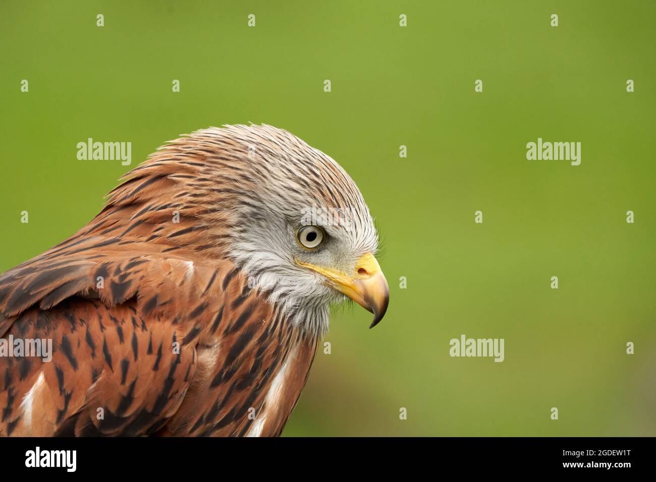 Red kite, bird of prey portrait, Yellow eye and beak. Green grass in ...
