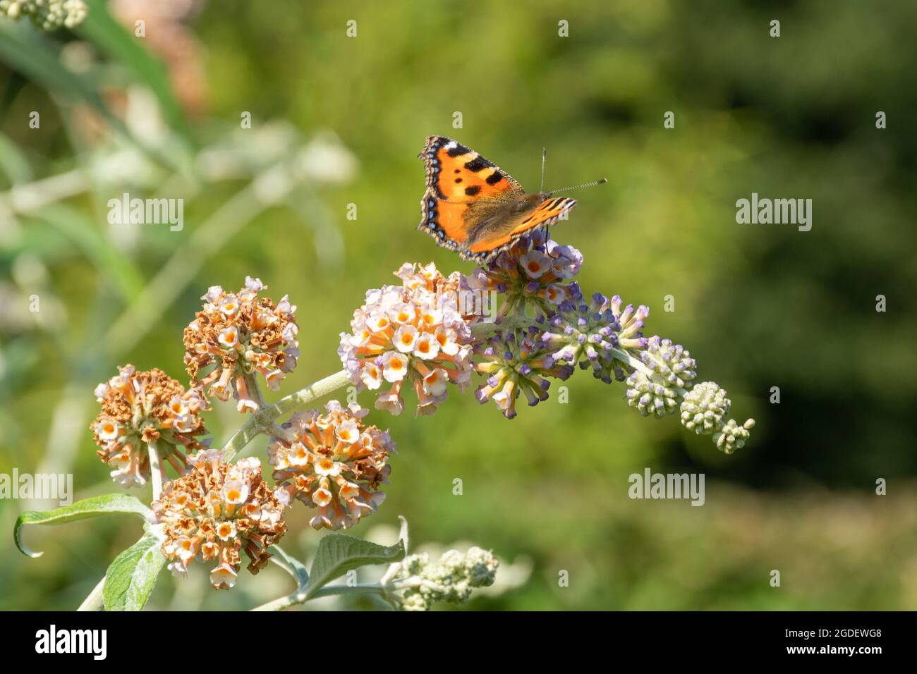 Buddleja × weyeriana 'Moonlight' (buddleia cultivar), a butterfly bush ...