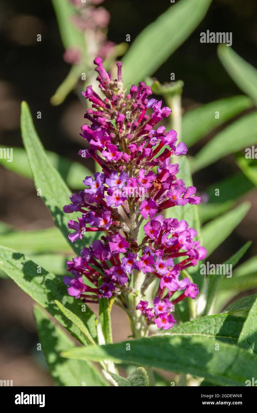 Buddleja butterfly towers hi-res stock photography and images - Alamy