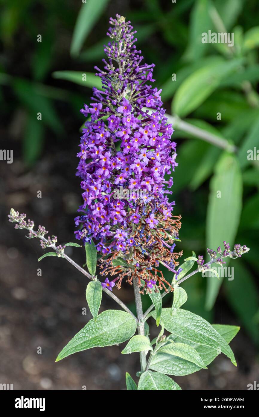 Buddleja davidii Purple Champion (buddleia variety), known as a ...