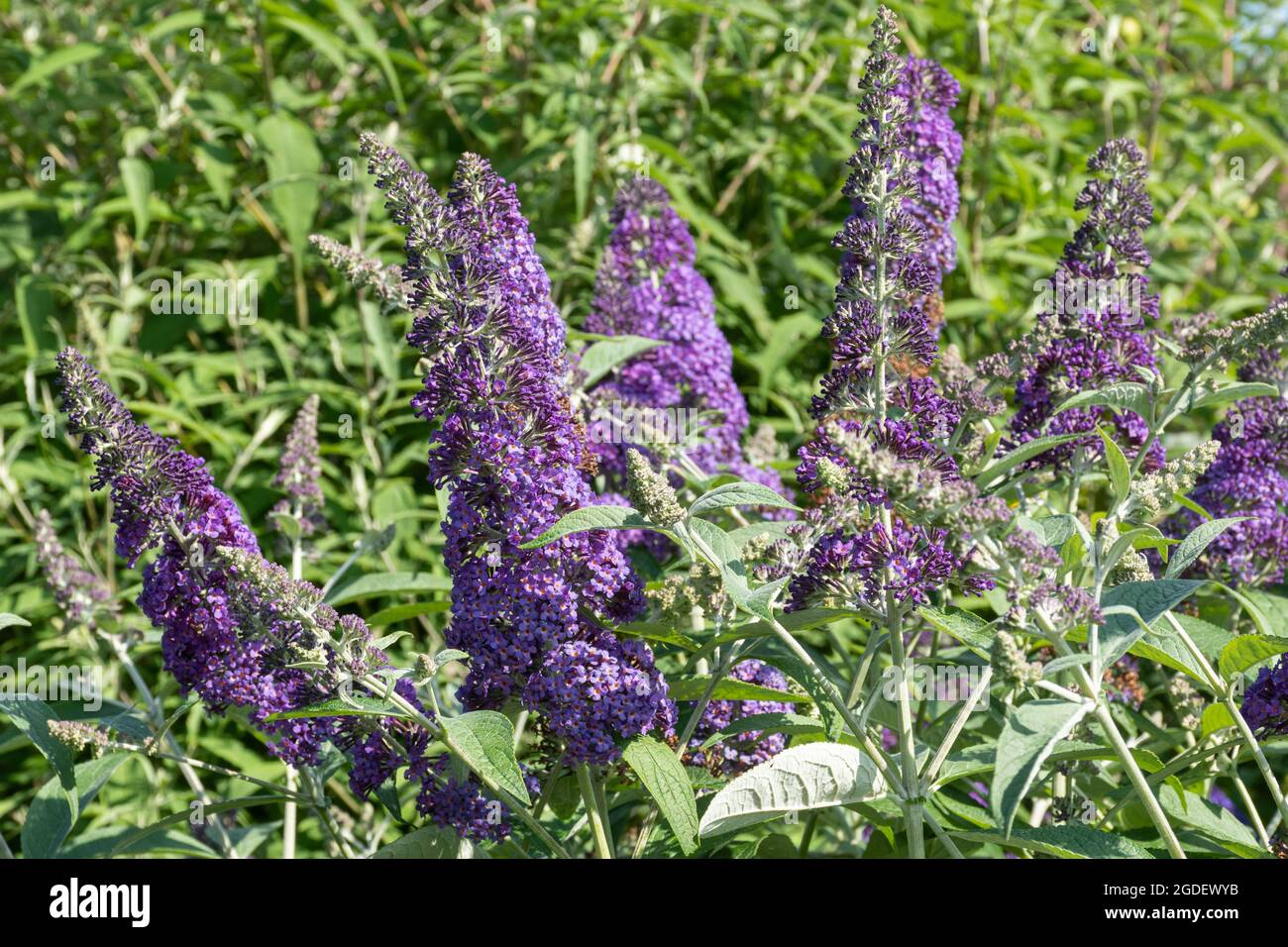 Dudleys compact lavender hi-res stock photography and images - Alamy