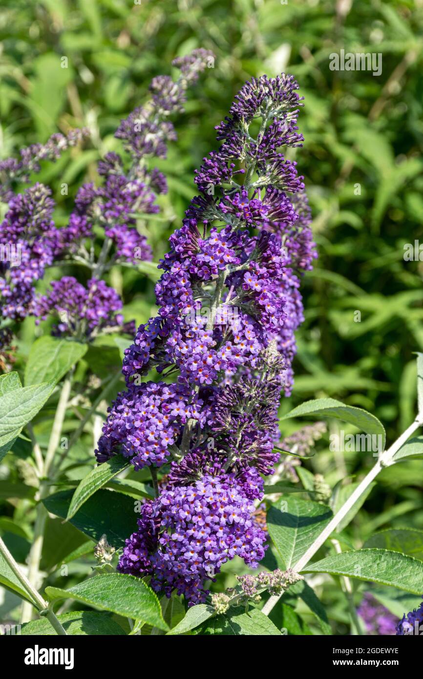Buddleja davidii Dudleys Compact Lavender (buddleia variety), known as ...