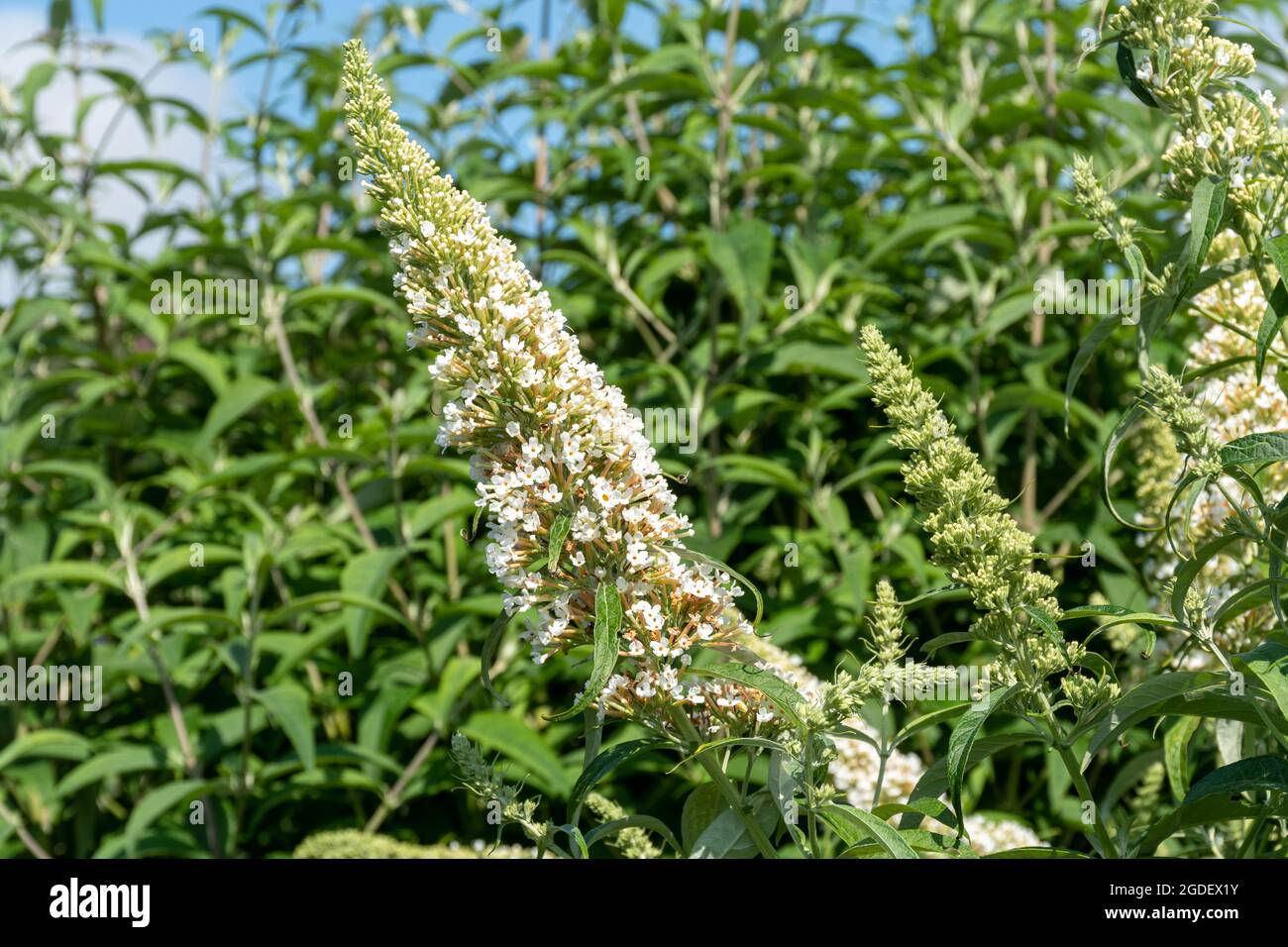 Buddleja davidii Marbled White (buddleia variety), known as a butterfly ...