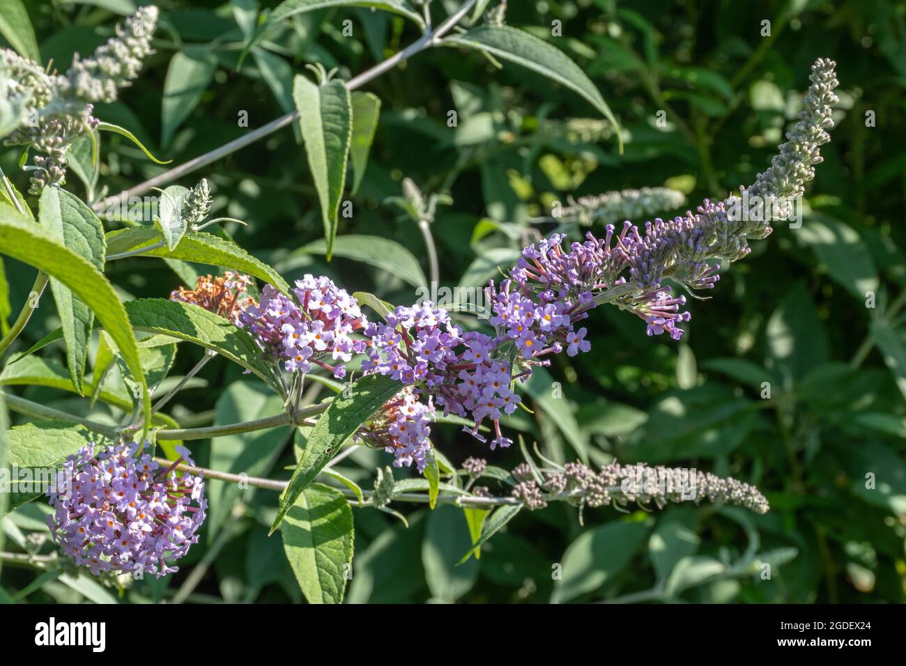 Buddleja davidii Lilac Moon (buddleia variety), known as a butterfly ...