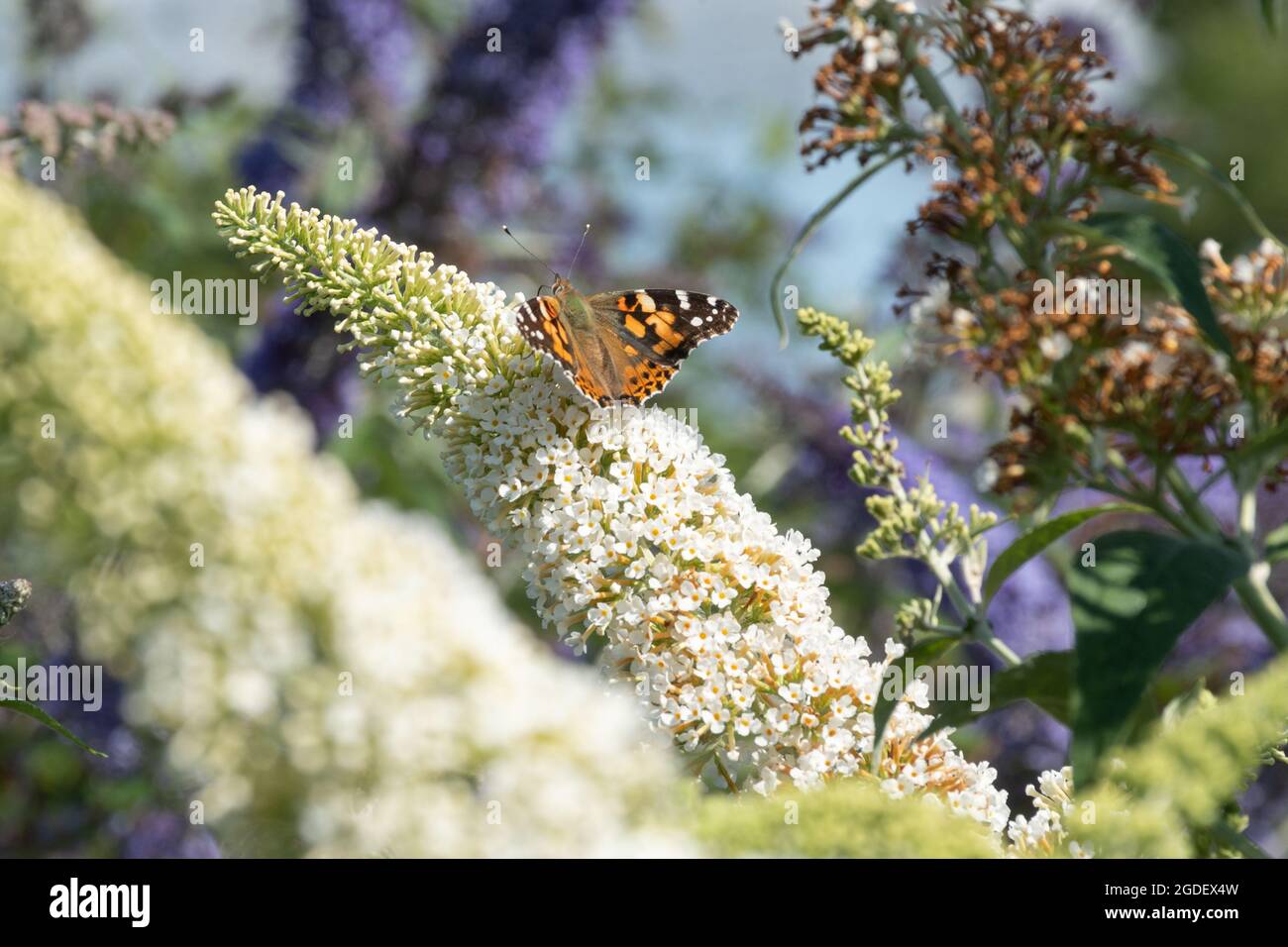 Painted Lady Butterfly on Buddleja davidii Reve de Papillon White ...