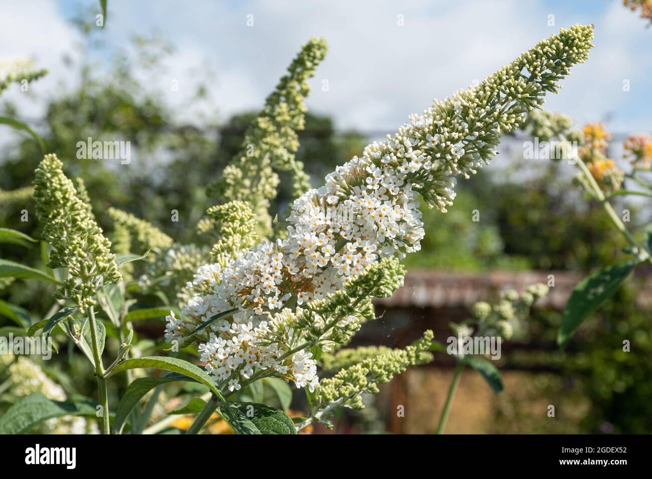 Buddleja davidii Reve de Papillon White (buddleia variety), known as a ...