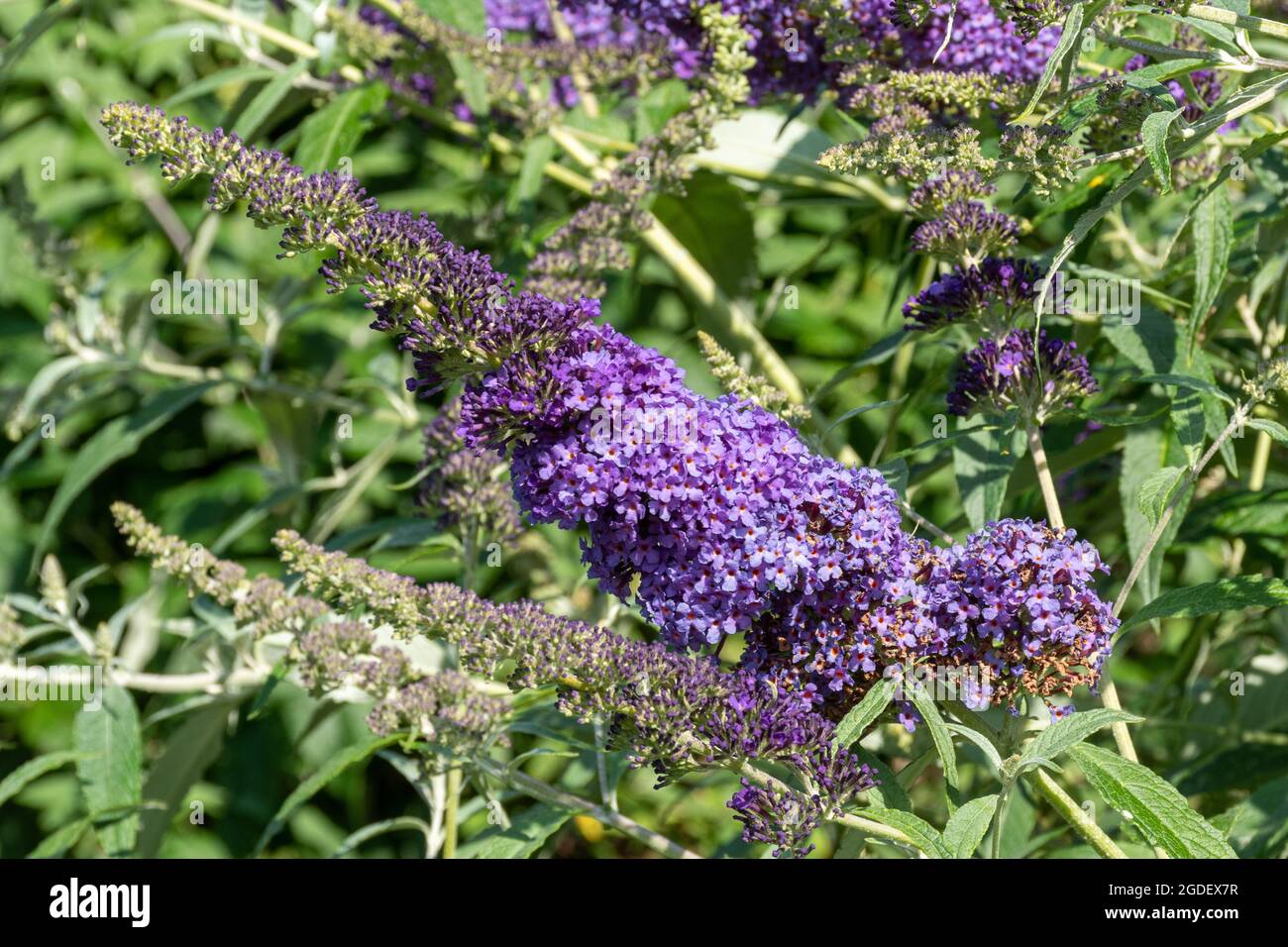 Buddleja buzz uk hi-res stock photography and images - Alamy