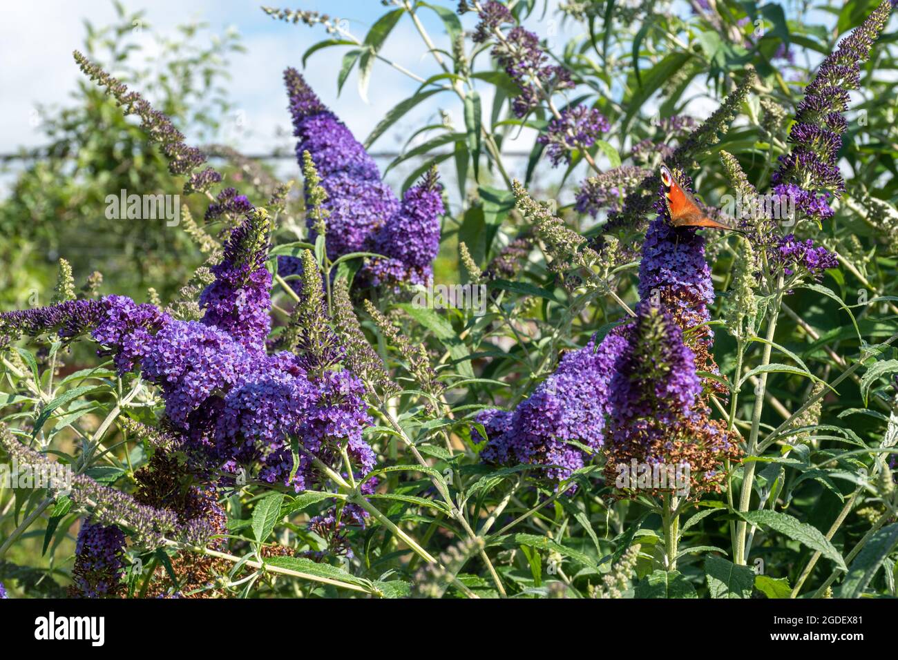 Buddleja davidii Buzz Lavender (buddleia variety), known as a butterfly ...