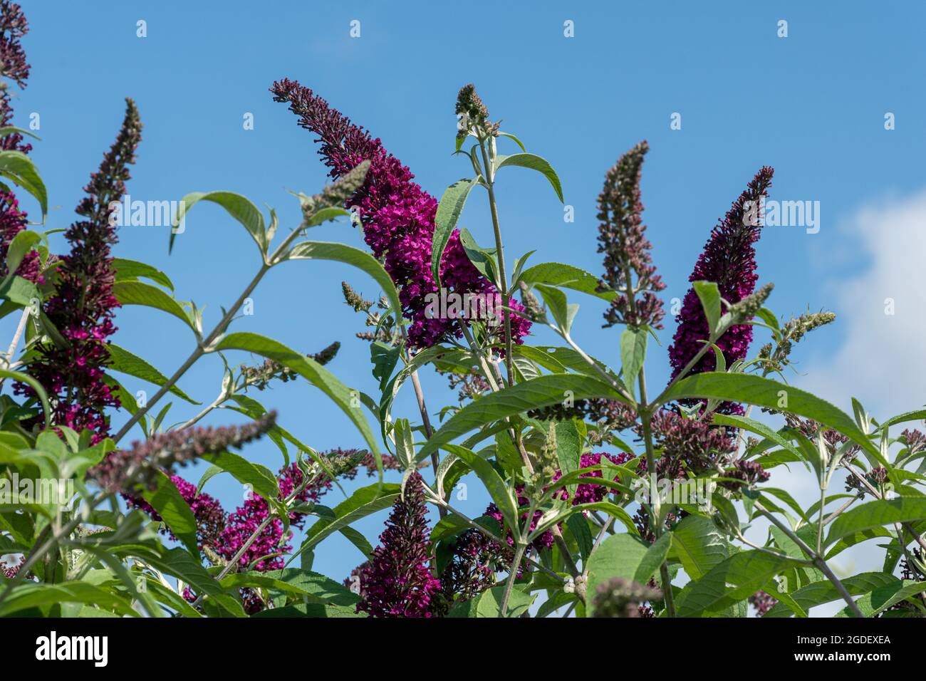 Buddleja davidii Sugar Plum (buddleia variety), known as a butterfly ...