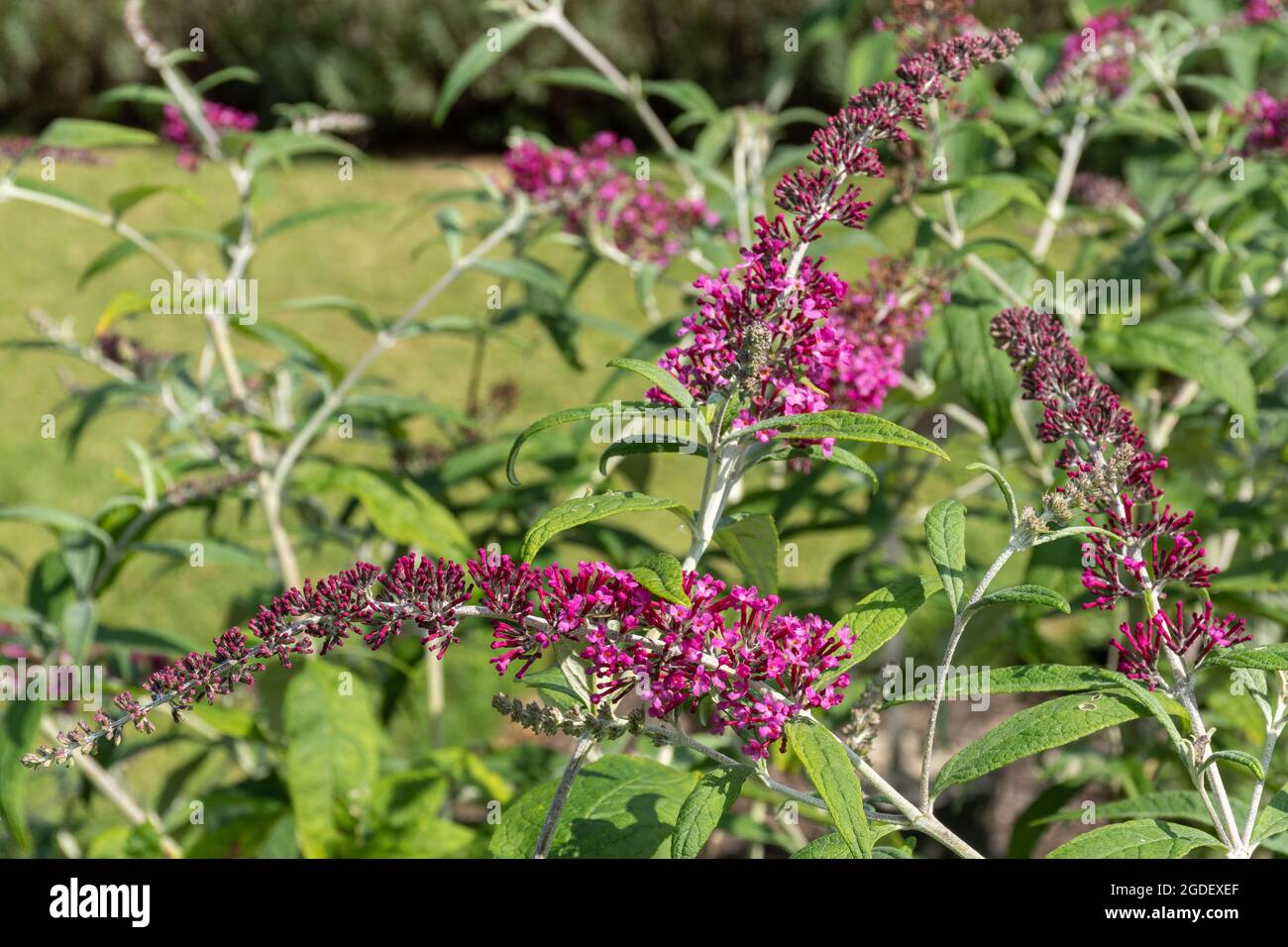 Buddleja davidii Pink Spread (buddleia variety), known as a butterfly ...