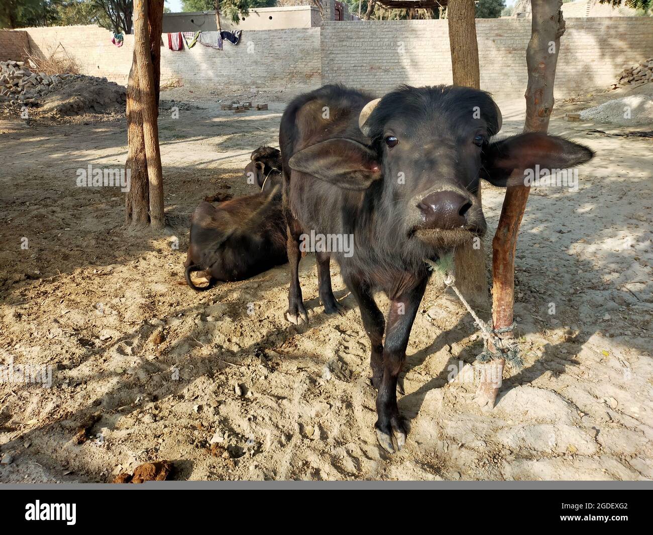 Cows with a rope around their necks on a farm Stock Photo - Alamy