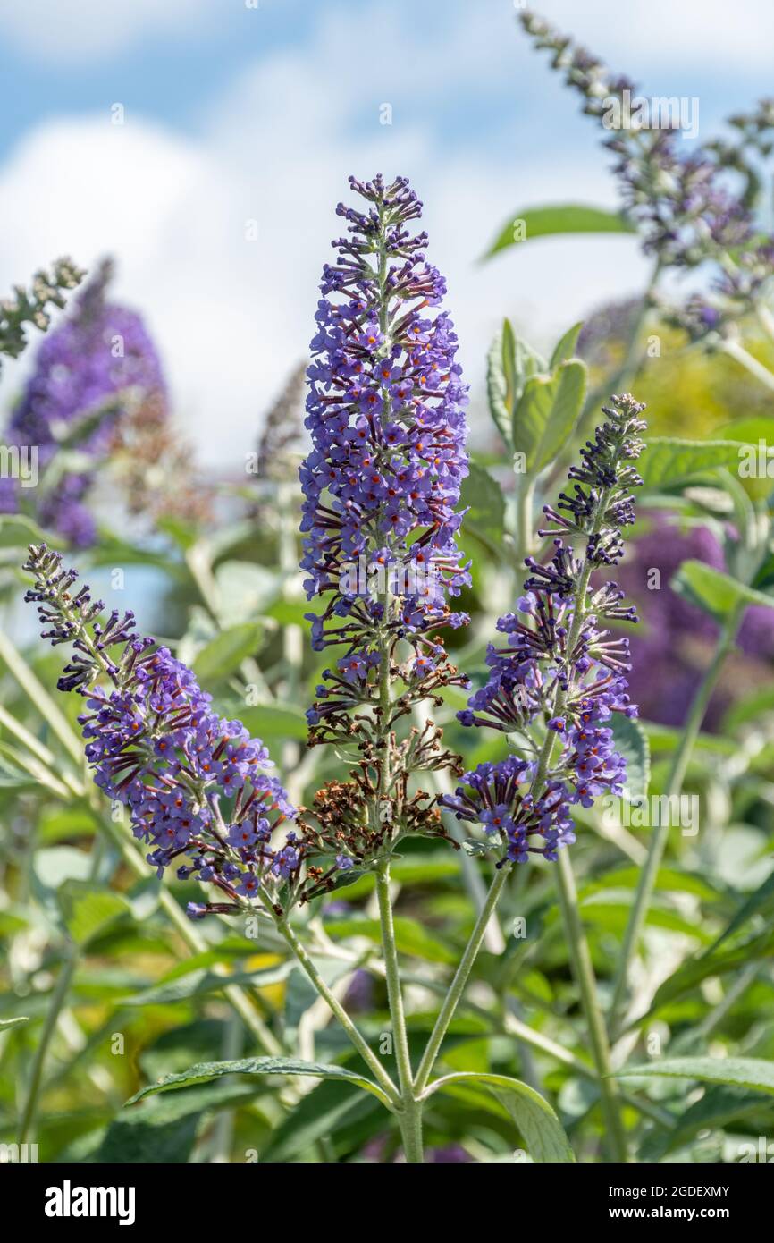 Buddleja davidii Southcombe Splendour (buddleia variety), known as a ...