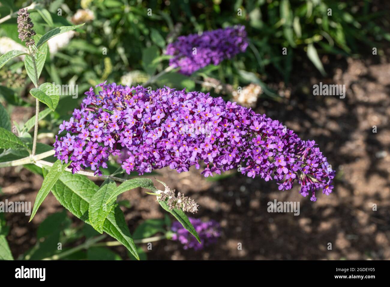 Buddleja davidii Dart’s Purple Rain (buddleia variety), known as a ...