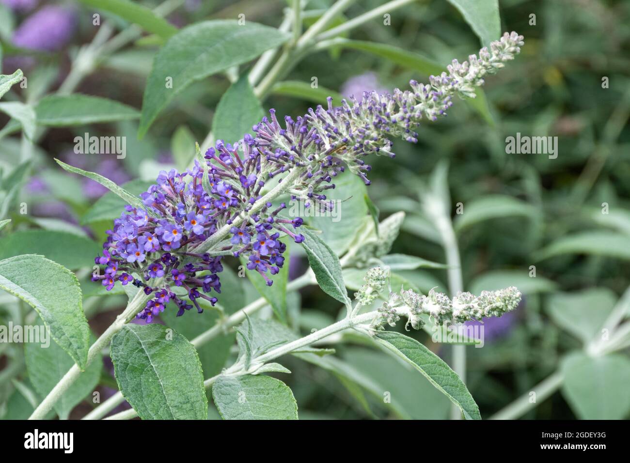 Buddleja davidii 'Southcombe Splendour' (buddleia variety), known as a ...