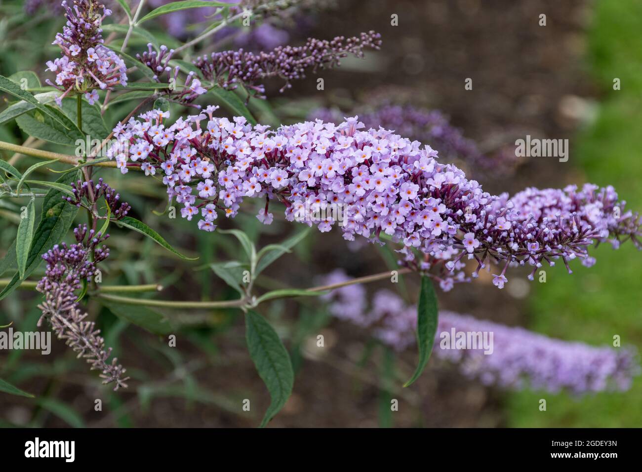 Buddleja davidii var. nanhoensis (buddleia variety), known as a ...