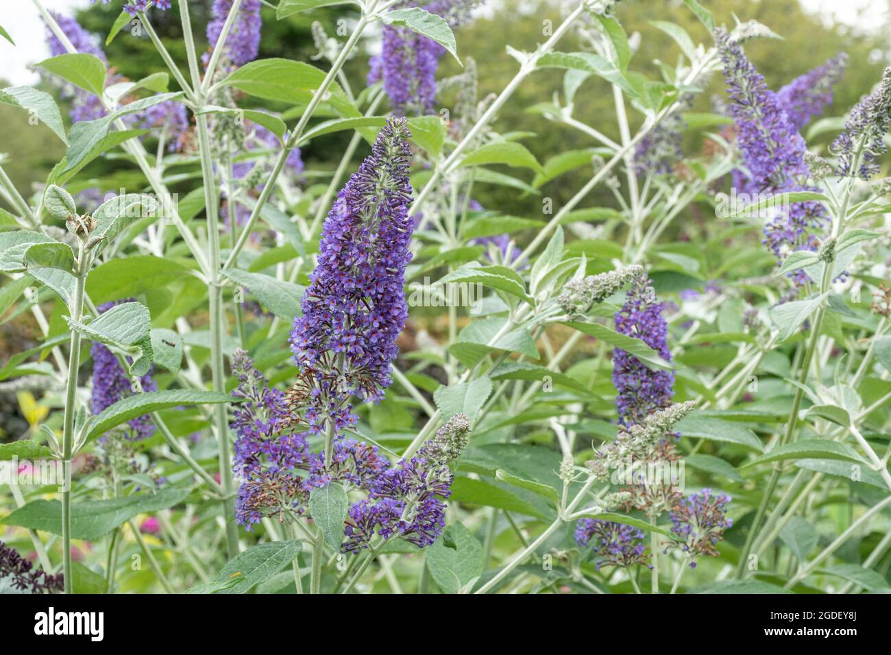Buddleja davidii 'Southcombe Splendour' (buddleia variety), known as a ...